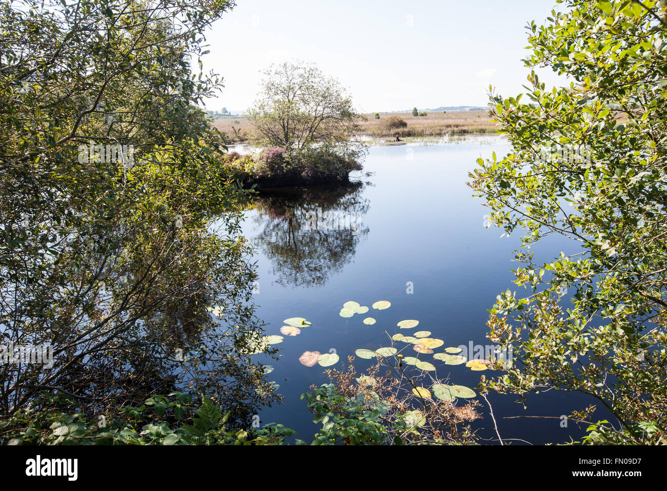 Cors Caron,Tregaron bog,Ceredigion,Wales,U.K Stock Photo - Alamy