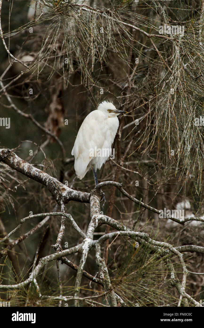 Birdlife at Allford Park, Gympie, Queensland, Australia Stock Photo - Alamy