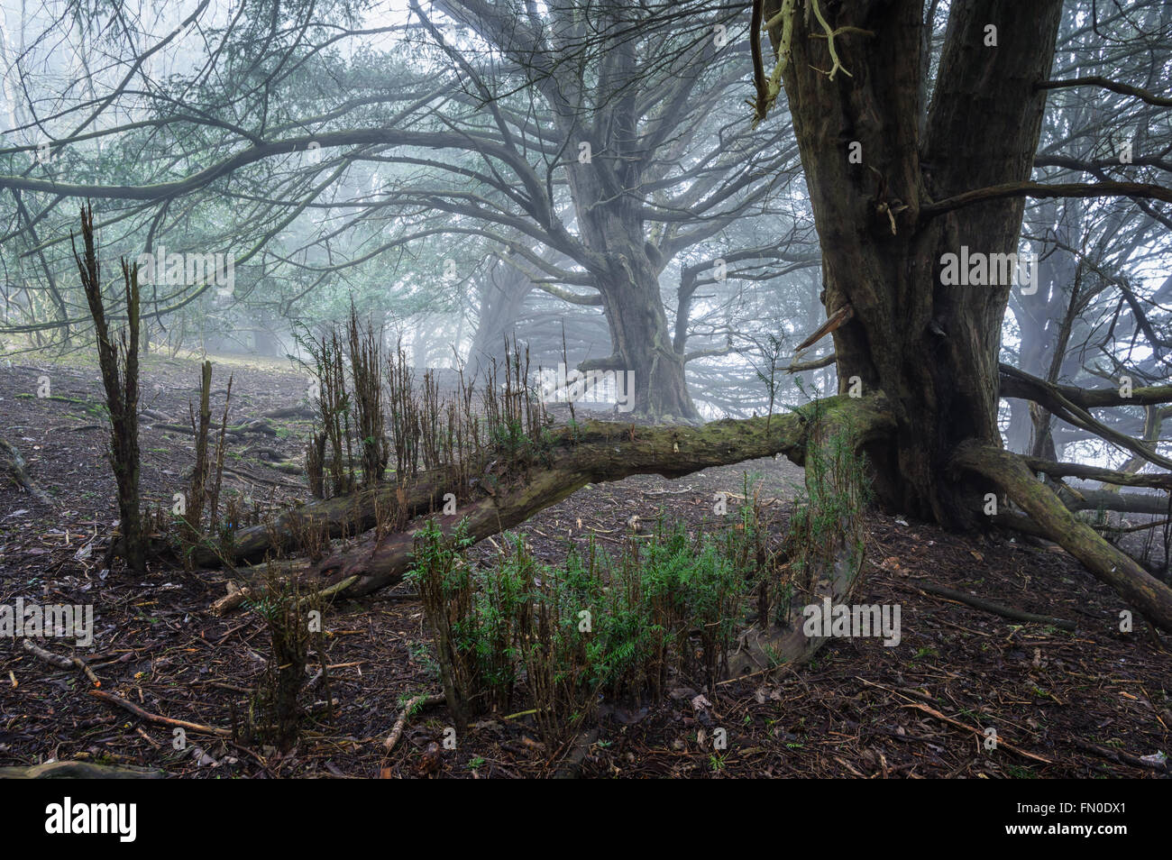 New growth from roots of ancient Yew trees in foggy woodland, Surrey ...