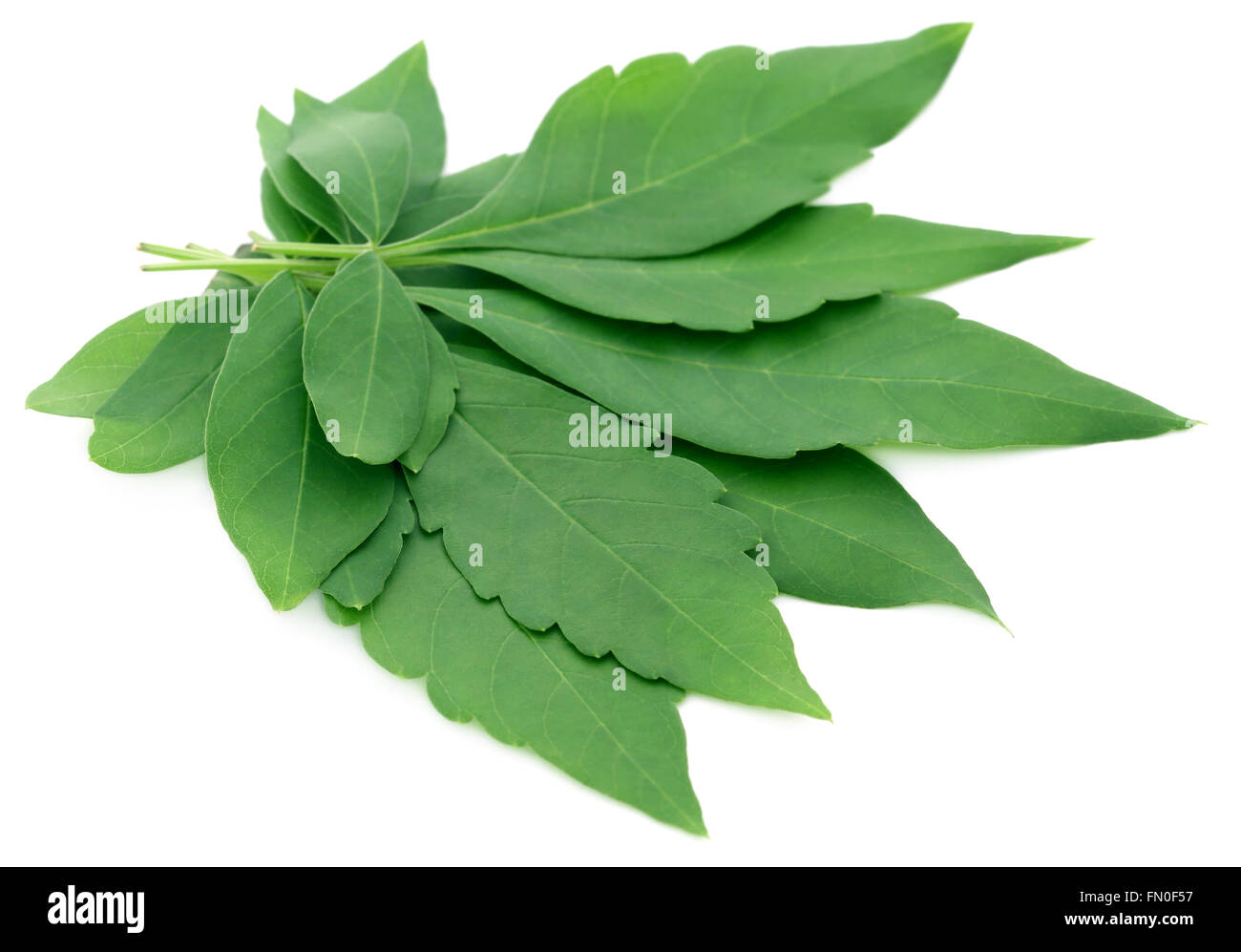 Vitex Negundo or Medicinal Nishinda leaves over white background Stock ...