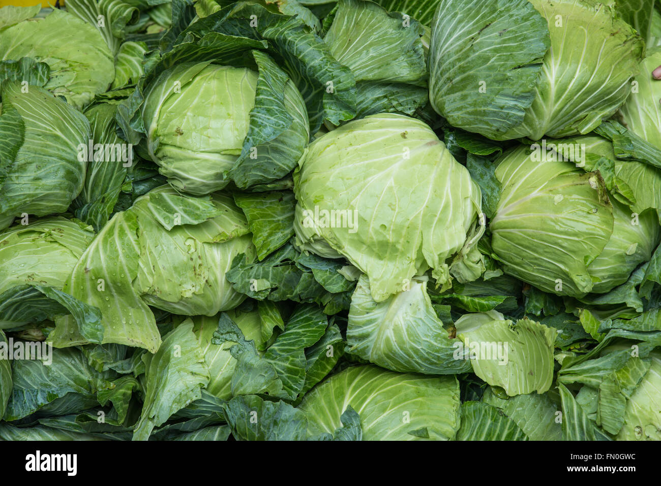 Large Group of cabbage, Healthy Lifestyle Stock Photo - Alamy