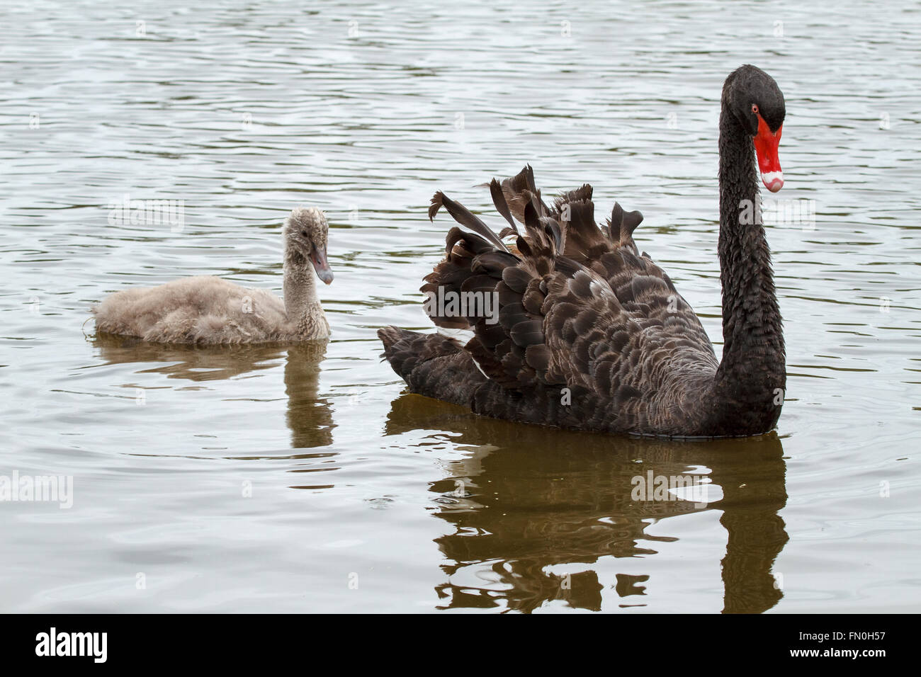 Swan & a cygnet at Allford Park, Gympie, Queensland, Australia Stock ...