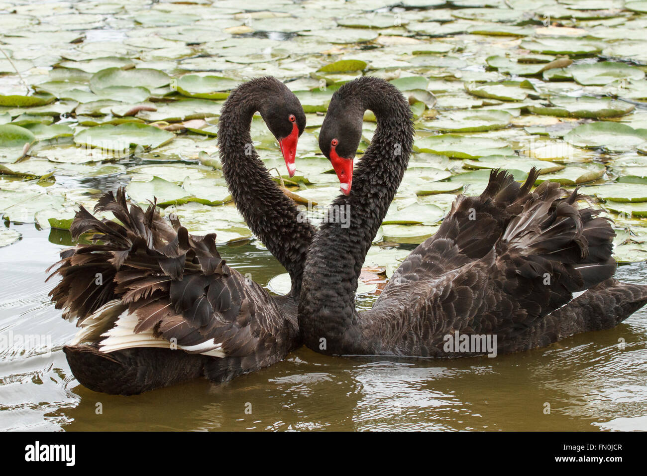 Swan mating dance hi-res stock photography and images - Alamy