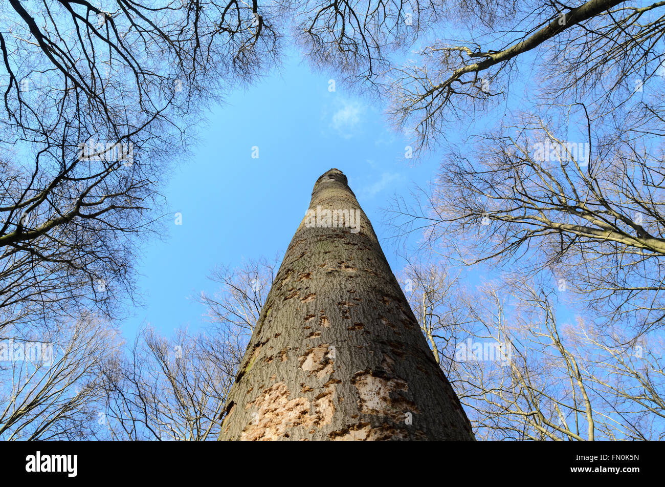 Everything that dies leaves an empty space behind. Dead beech tree with ...