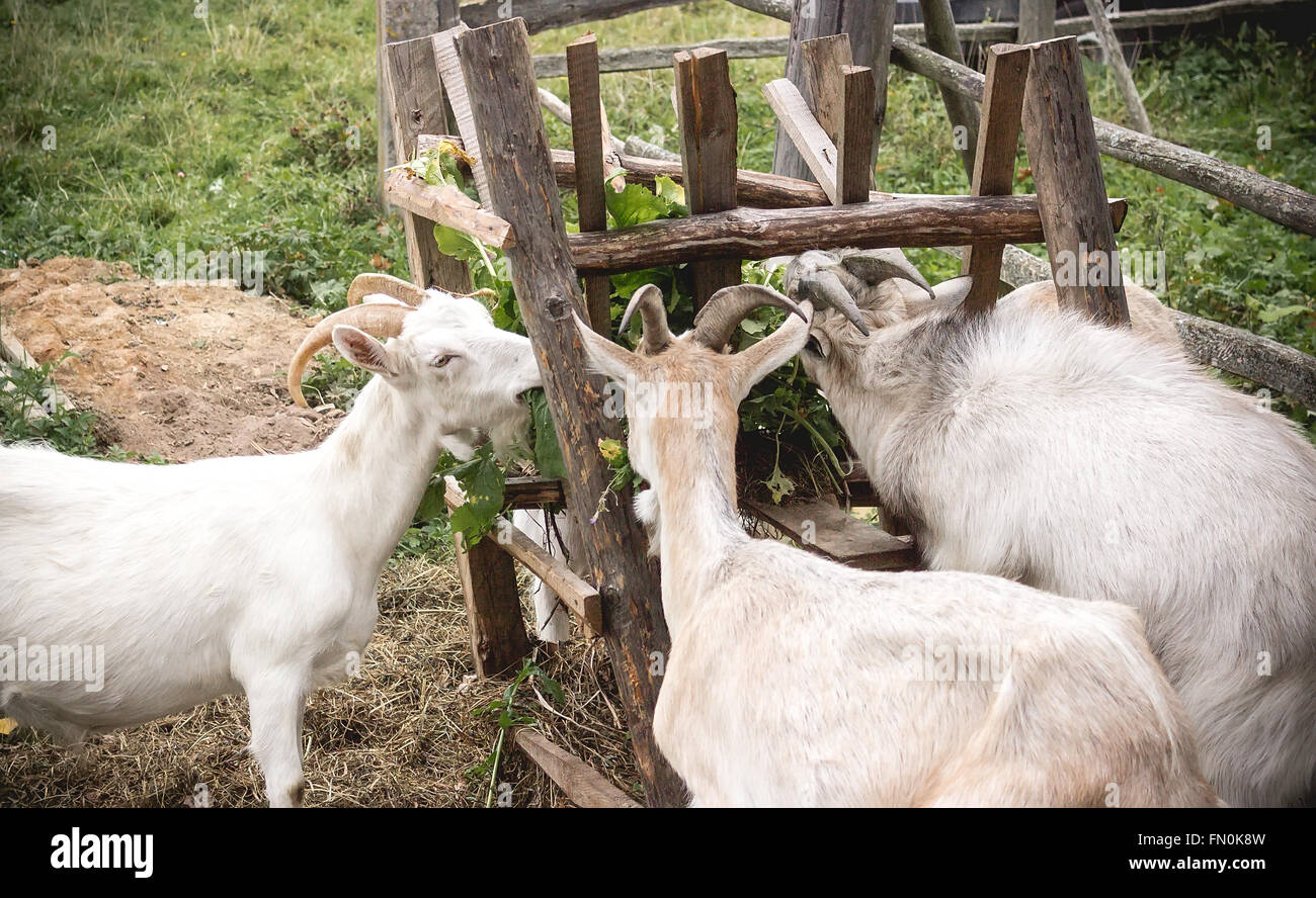 Goat eating grass hi-res stock photography and images - Alamy