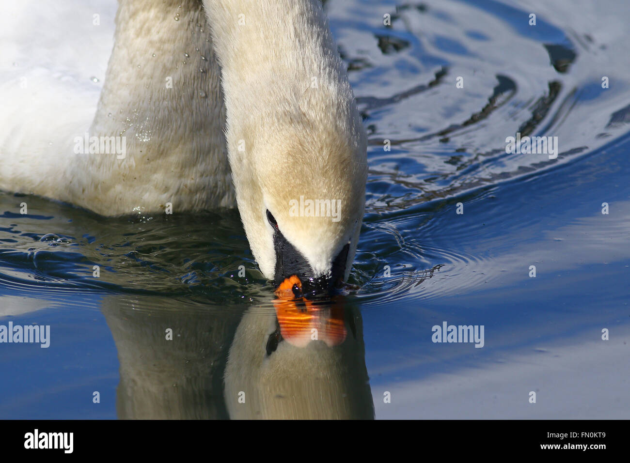 Close-up portrait of a mute swan drinking in a lake with reflections ...