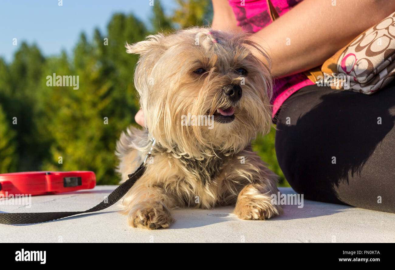 Young Yorkshire Terrier Stock Photo - Alamy
