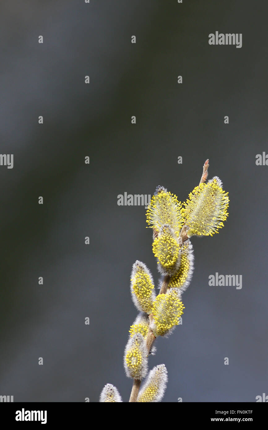 Spring growth on tree hi-res stock photography and images - Alamy