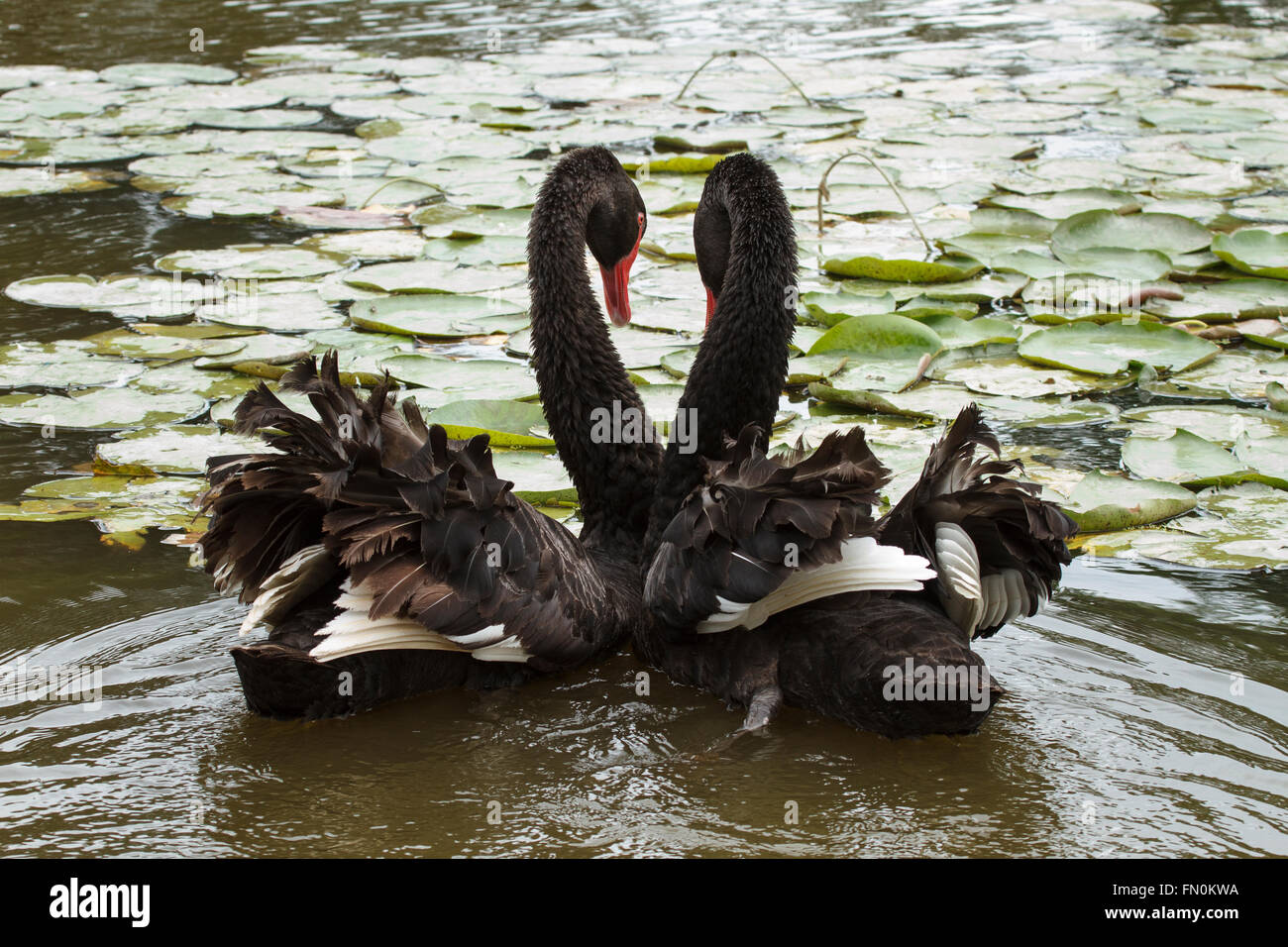 Swans exhibiting mating behavior at Allford Park, Gympie, Queensland ...