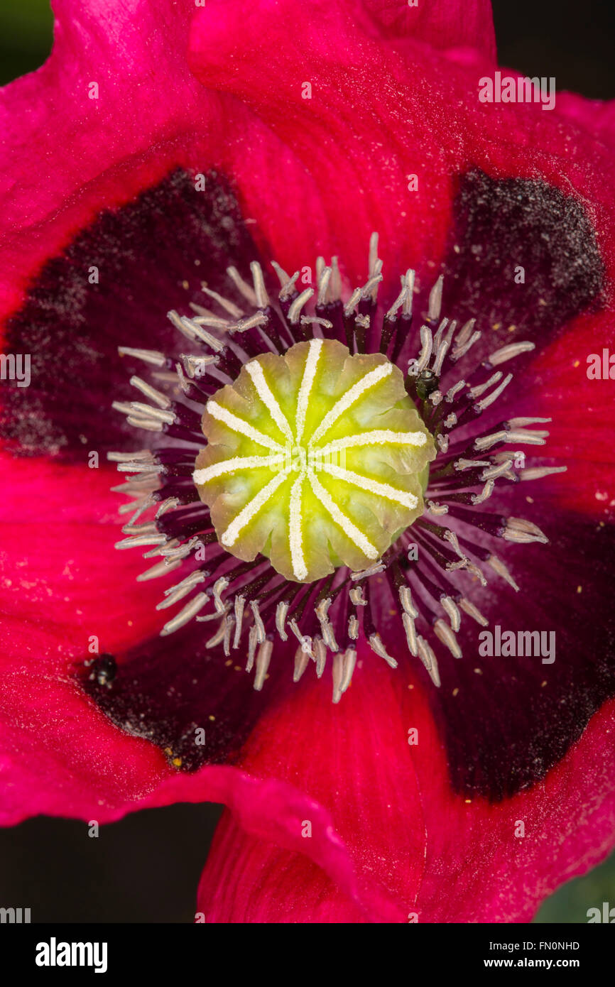 Poppy flash hi-res stock photography and images - Alamy