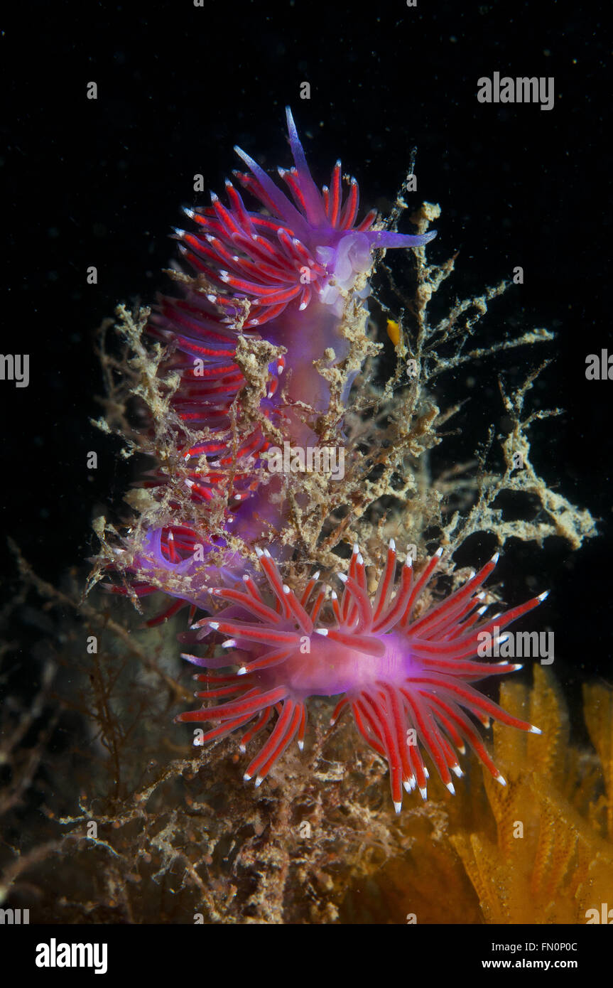 Sea invertebrate hi-res stock photography and images - Alamy