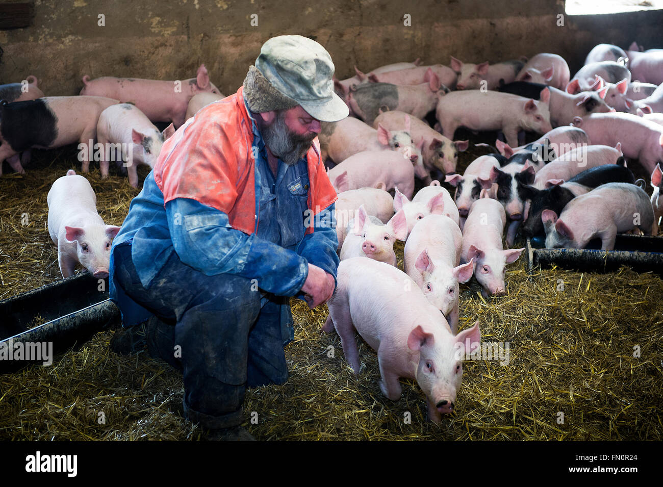 Happy pigs hi-res stock photography and images - Alamy