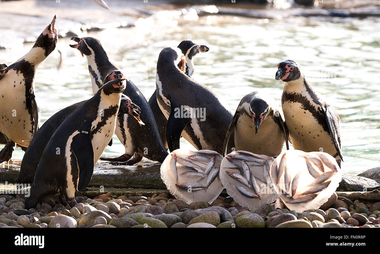 As Valentine’s Day approaches, ZSL London Zoo’s colony of Humboldt ...