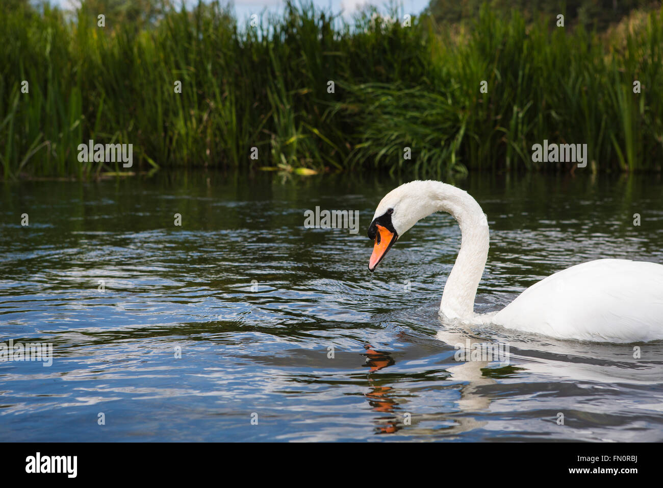 A large white swan on the river Coln in the Cotswolds, UK Stock Photo ...