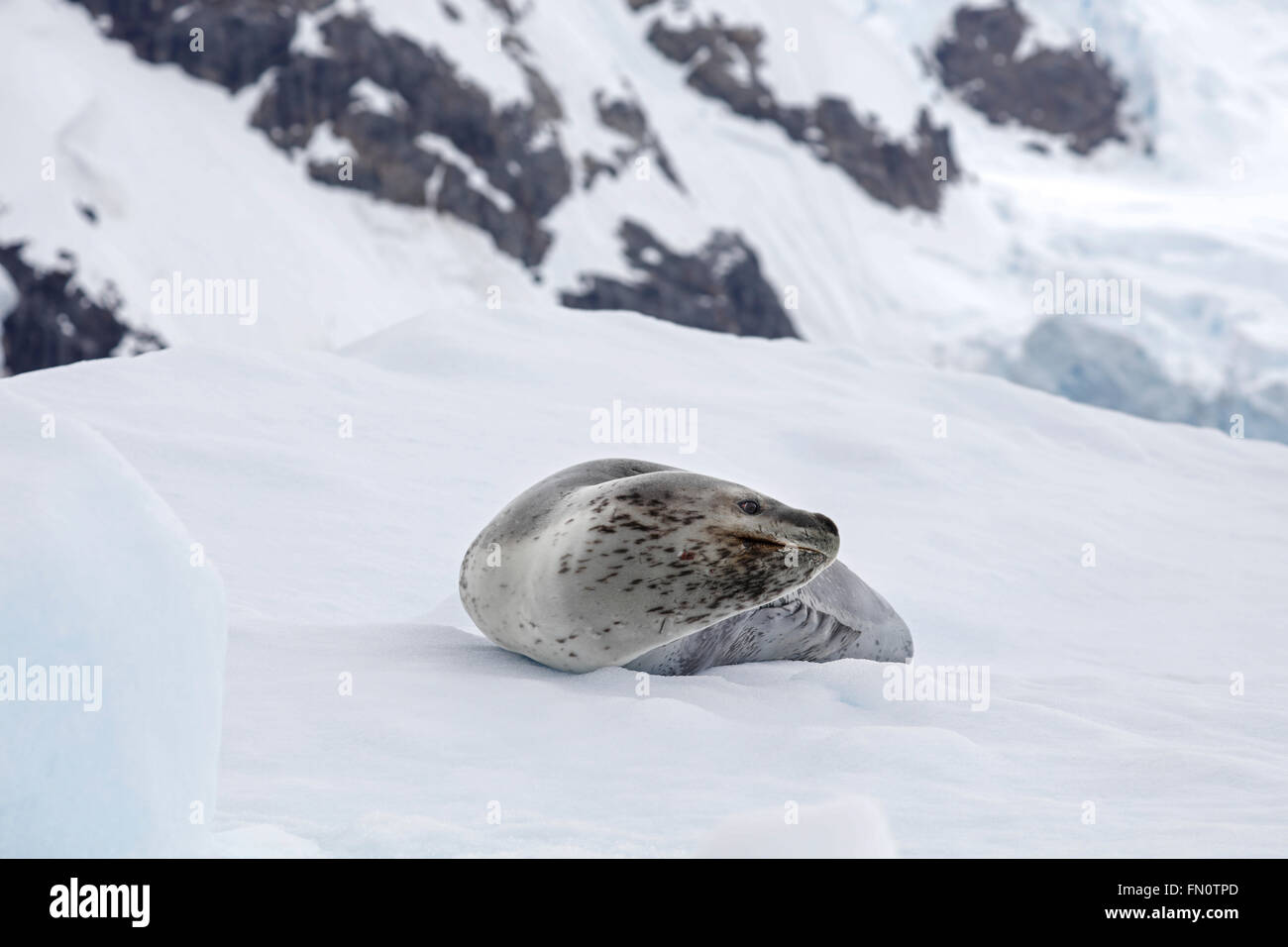 Antarctica, Leopard seal, Antarctic peninsula, Curtiss Bay, leopard ...