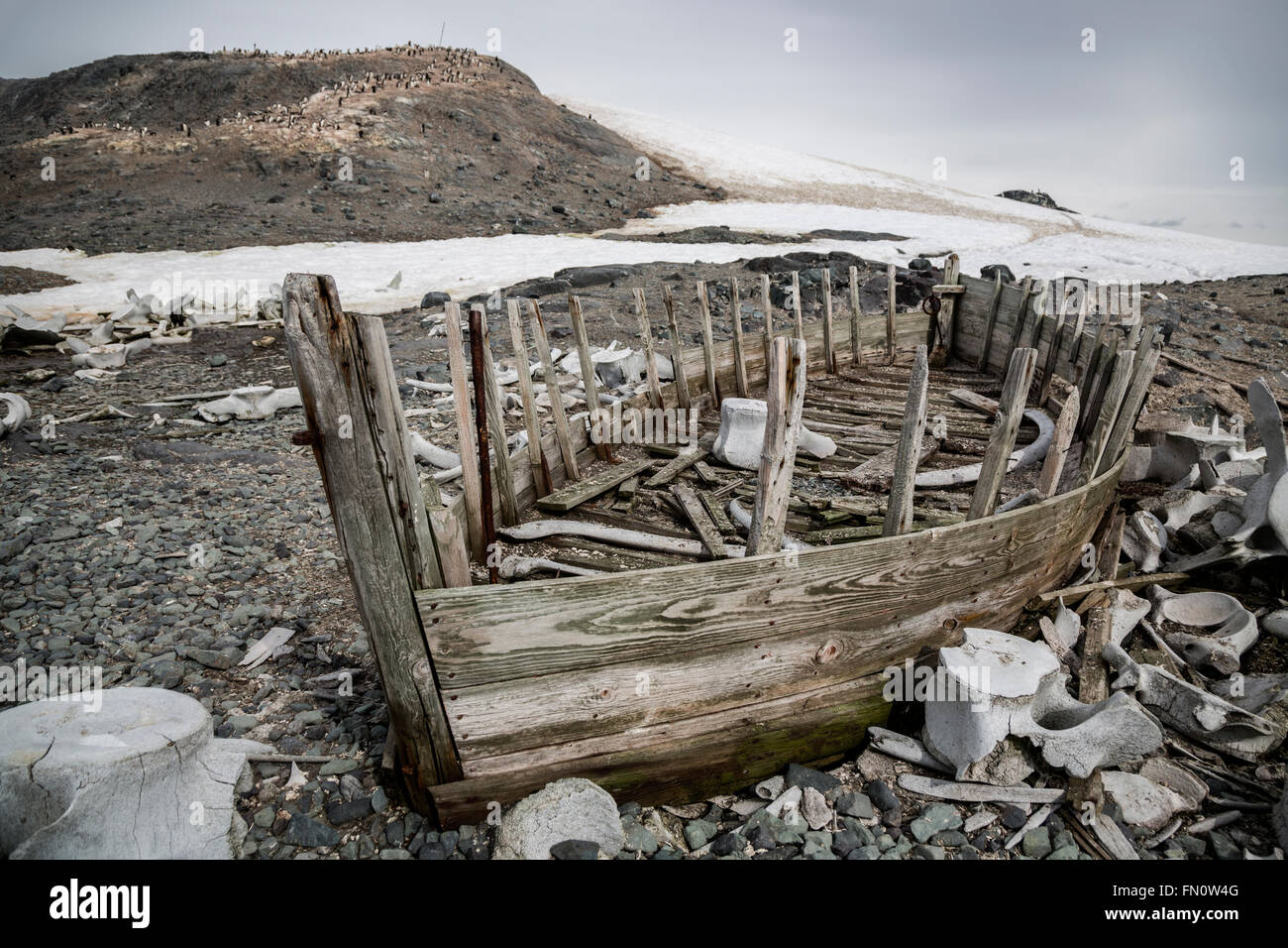 Antarctica, Antarctic peninsula, Trinity Island, Mikkelsen Harbour, old ...