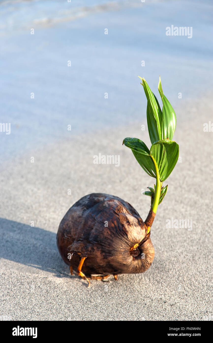 Cocos nucifera hi-res stock photography and images - Alamy