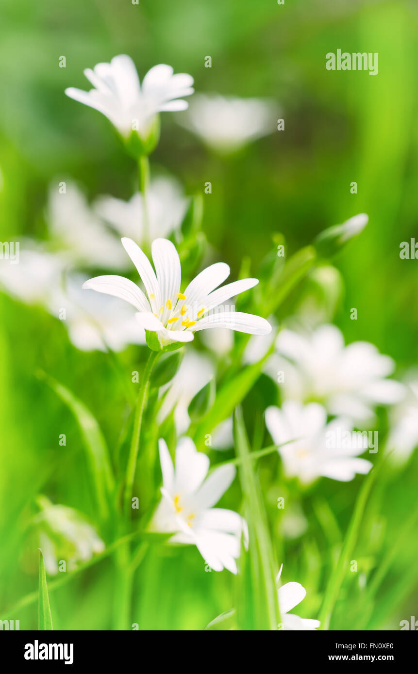 White spring flowers Stock Photo - Alamy