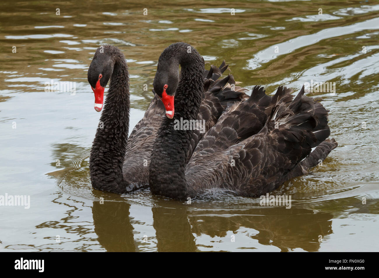 Swans exhibiting mating behavior at Allford Park, Gympie, Queensland ...