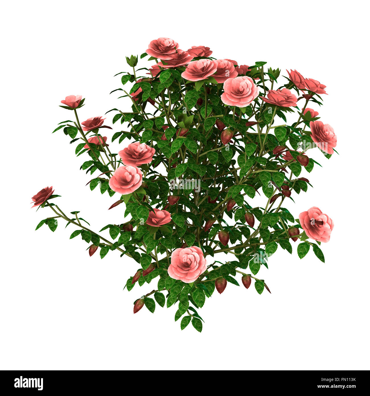Digital render of a pink rose bush isolated on white background Stock ...
