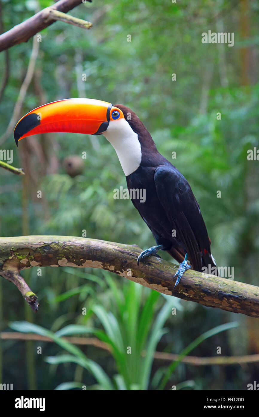 Colorful tucan in the aviary Stock Photo - Alamy