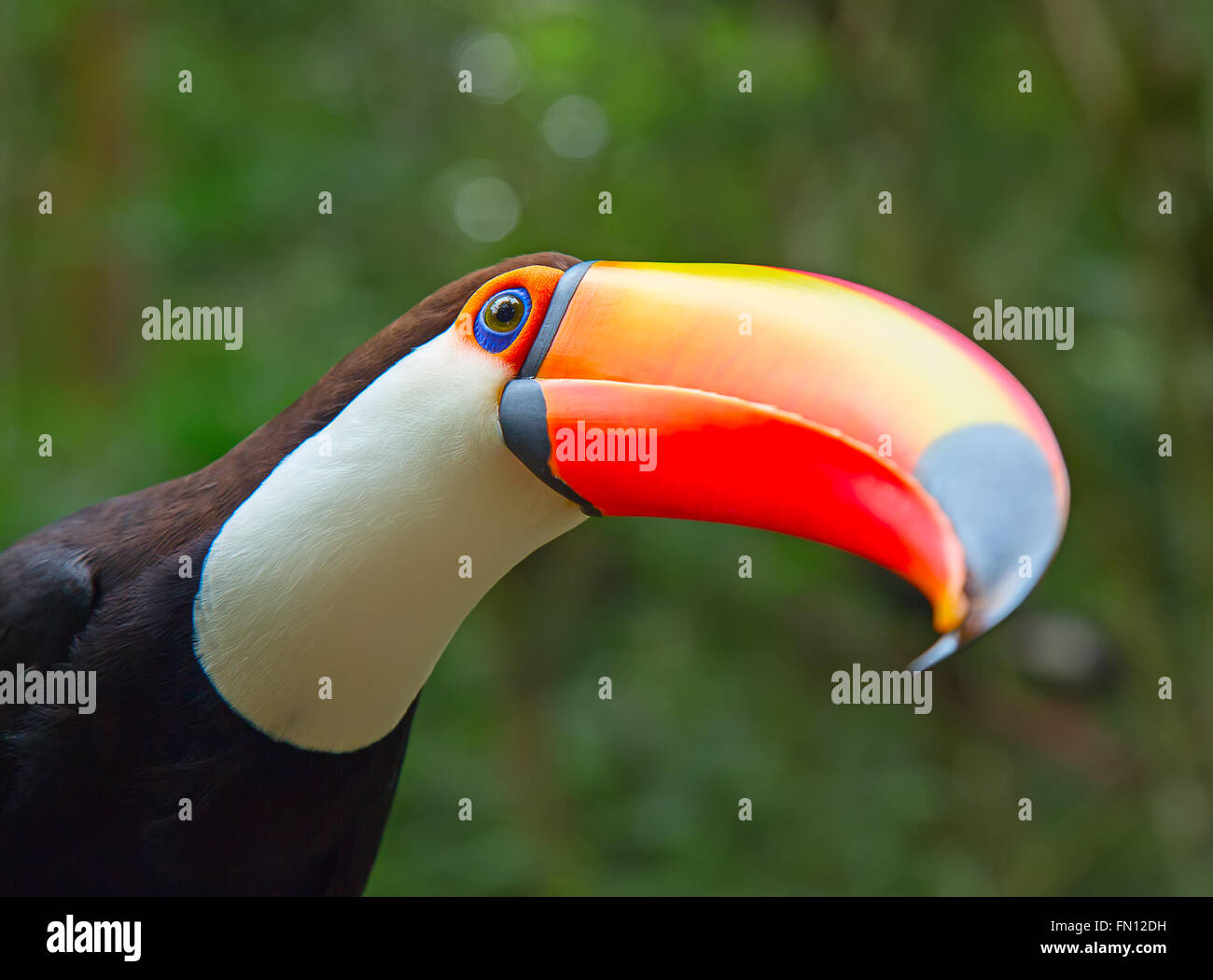 Tucan macro hi-res stock photography and images - Alamy