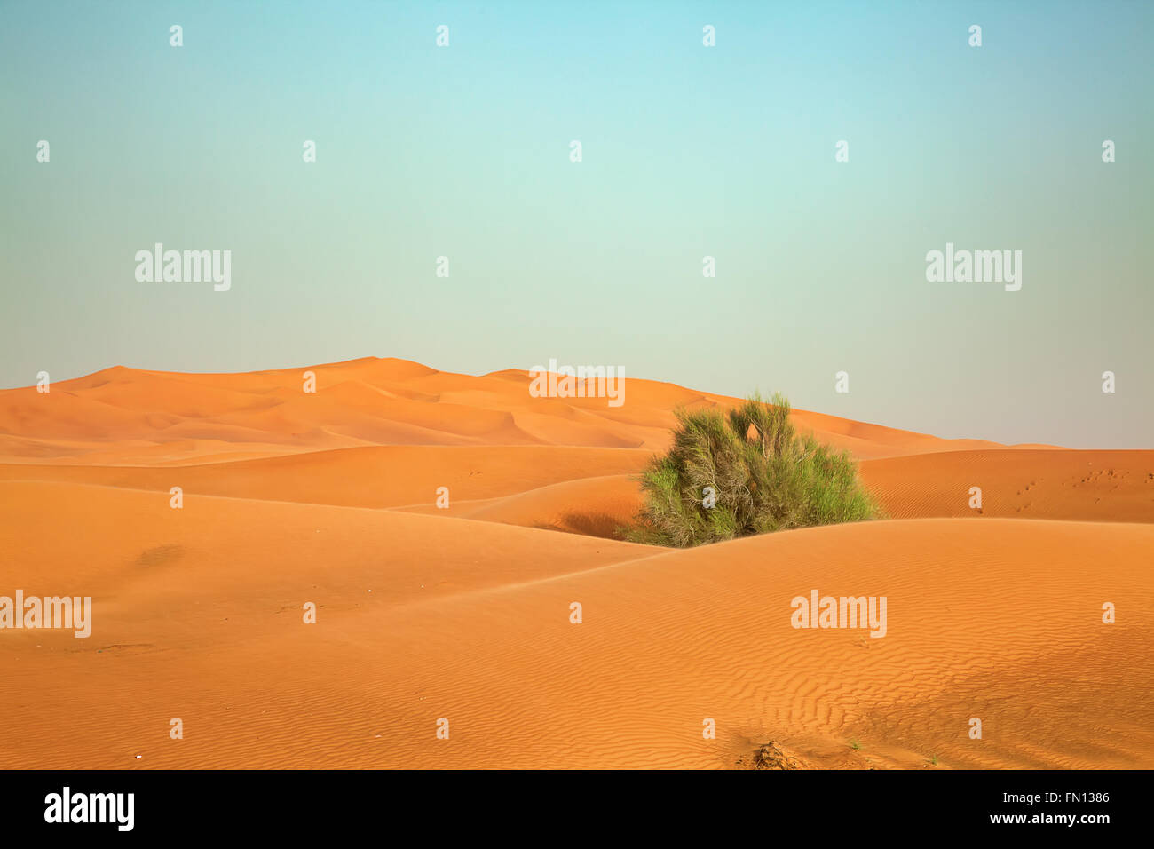Red sand "Arabian desert" near Dubai, United Arab Emirates Stock Photo ...