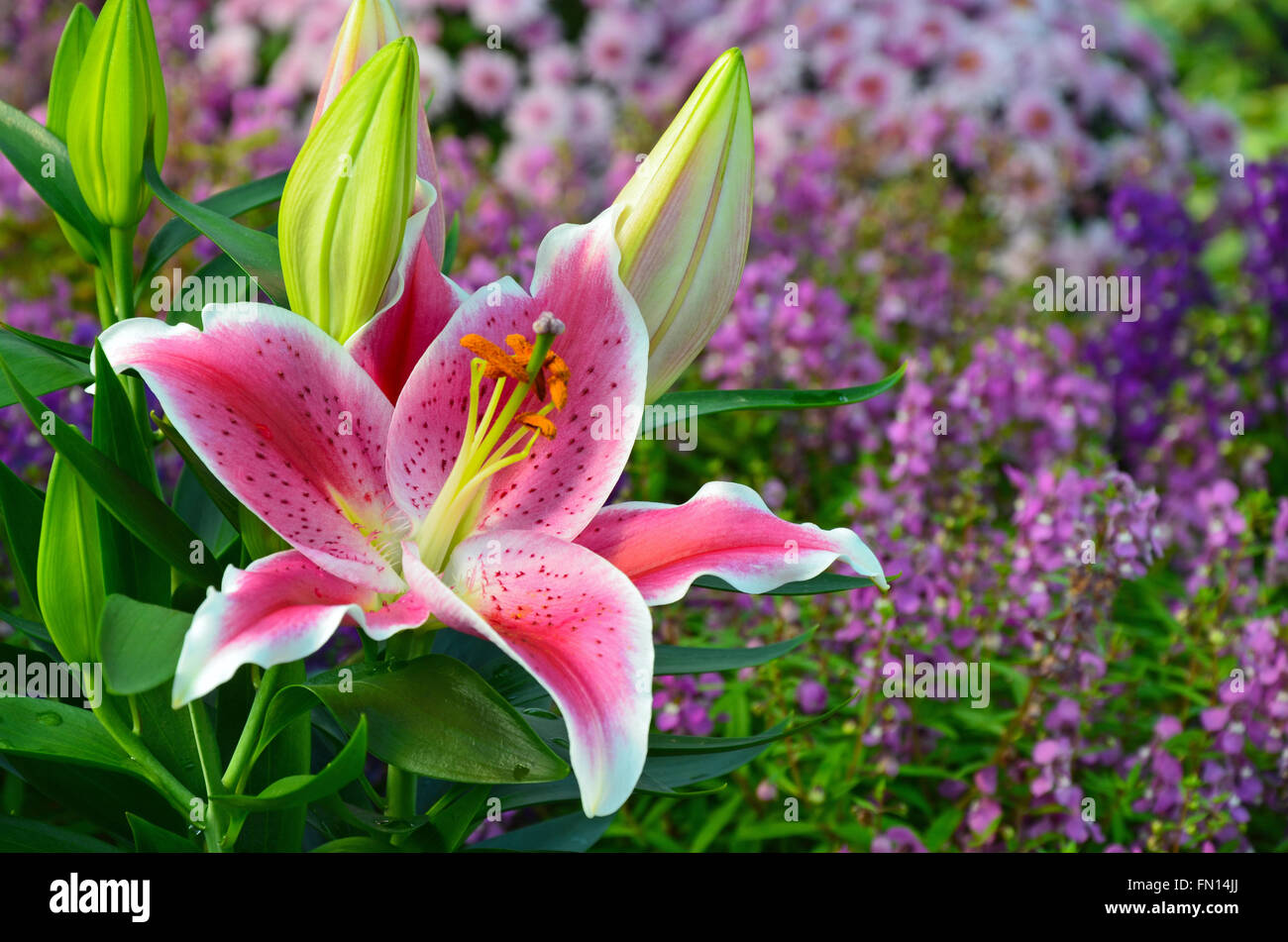 Stargazer lily hi-res stock photography and images - Alamy