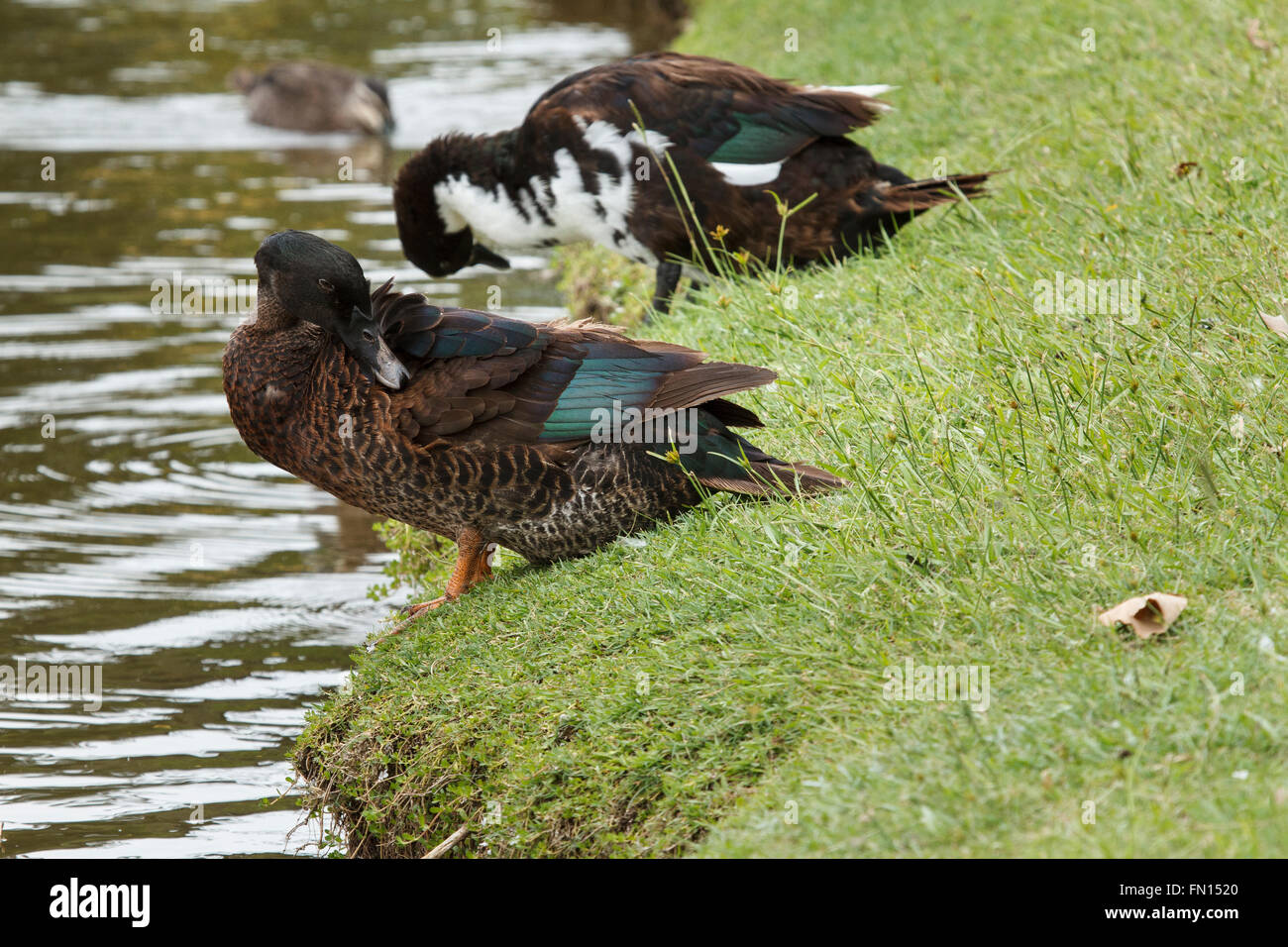Ducks at Allford Park, Gympie, Queensland, Australia Stock Photo - Alamy