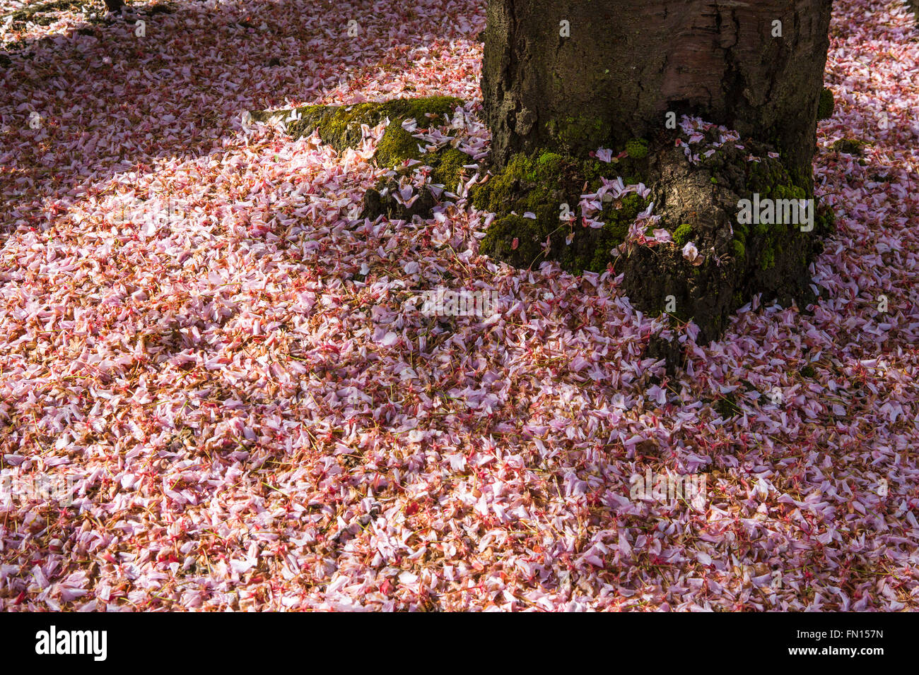 Pink carpet of petals hi-res stock photography and images - Alamy