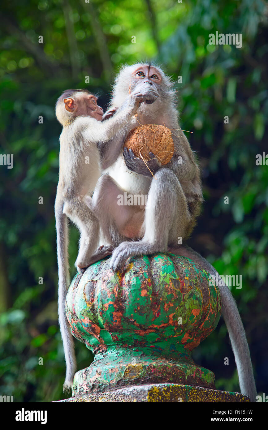 Batu Caves Monkeys