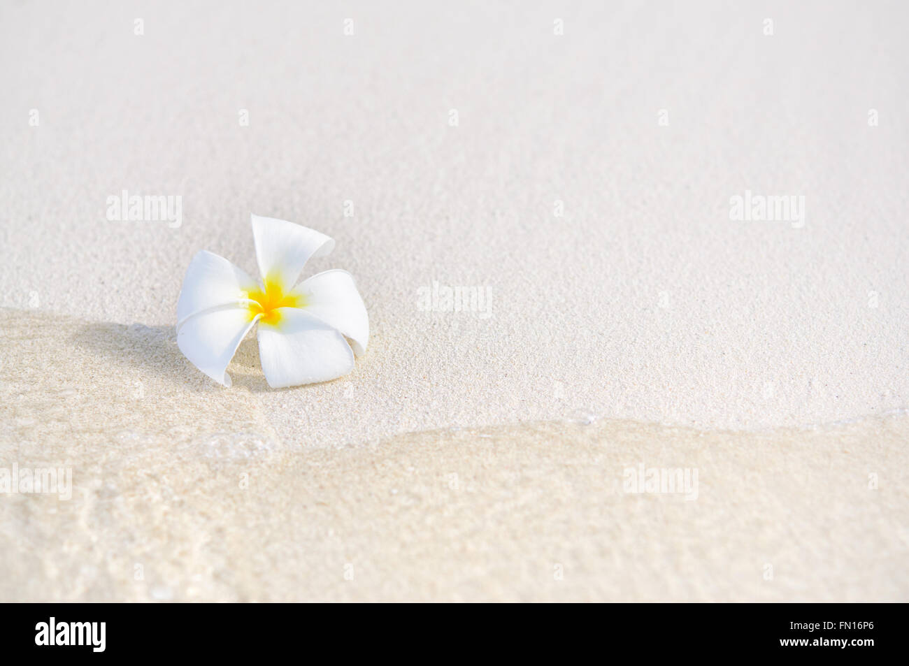 One single alone plumeria flower on white sand beach with sea wave line ...