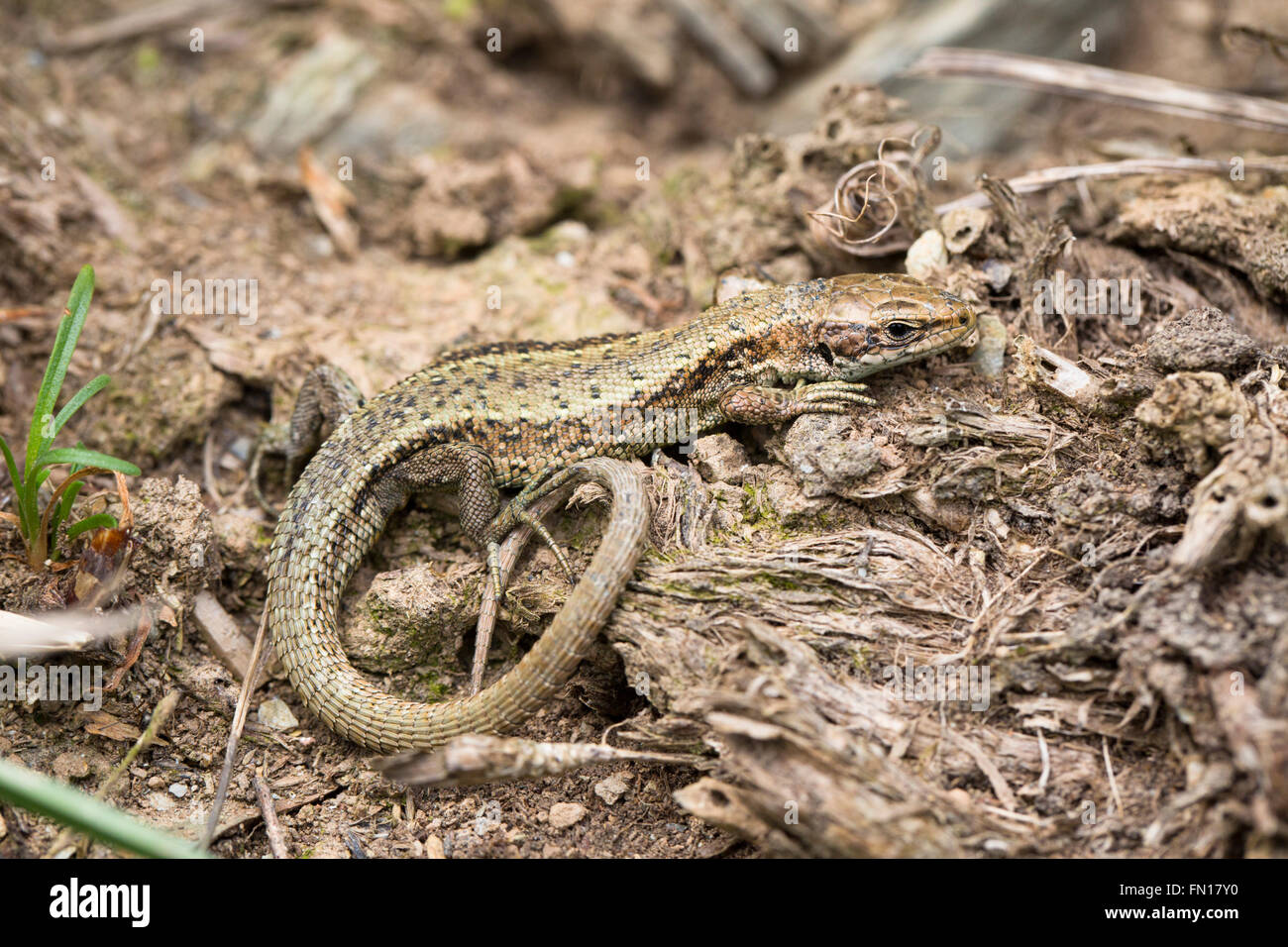 Common Lizard; Lacerta vivipara Single Cornwall; UK Stock Photo - Alamy