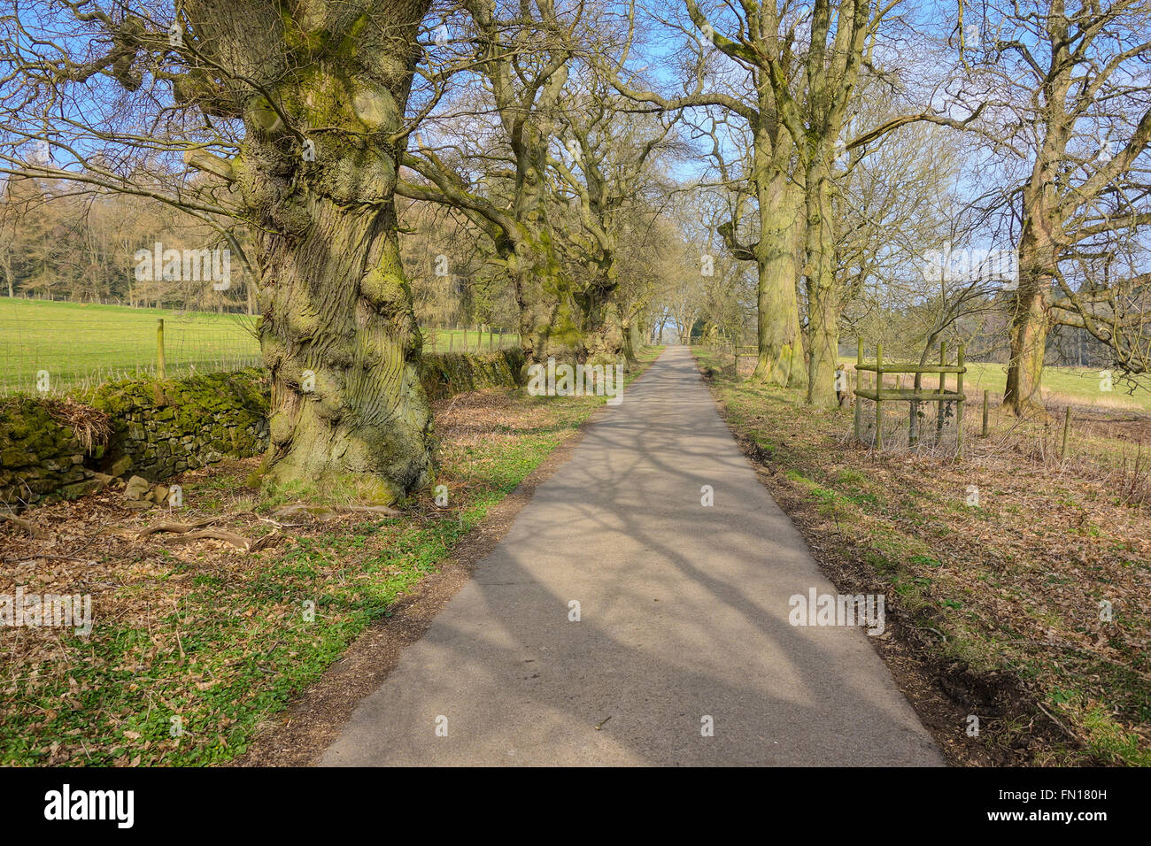 Country lane tree hi-res stock photography and images - Alamy