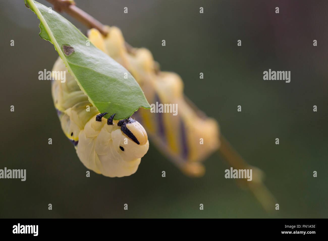 Death's Head Hawkmoth Larva; Acherontia atropos Single Eating Privet UK ...