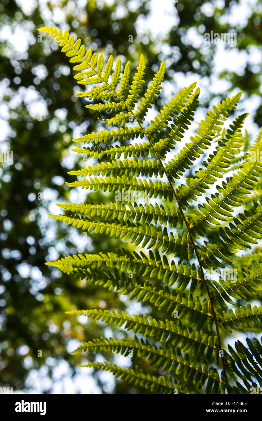 Prehsi hi-res stock photography and images - Alamy