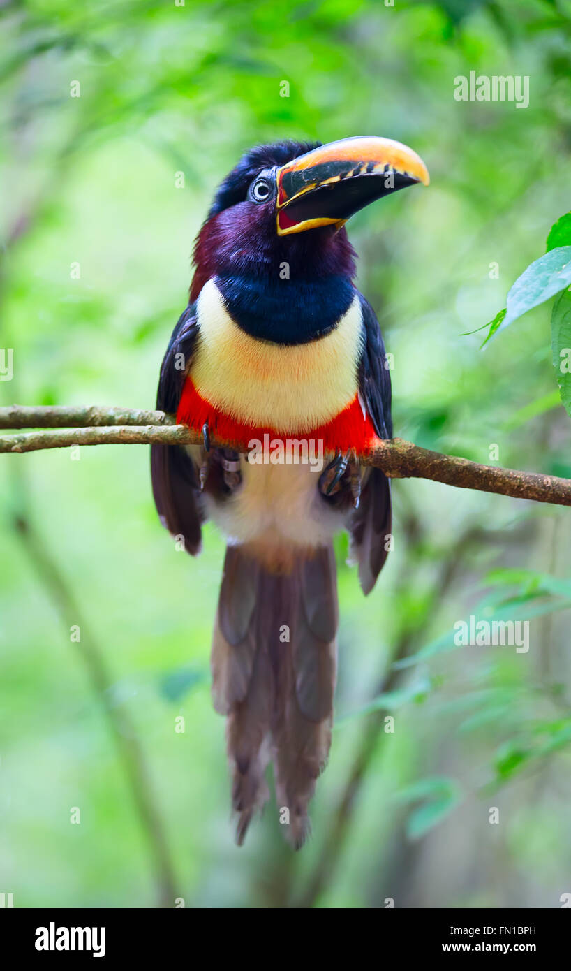 Colorful tucan in the wild Stock Photo - Alamy