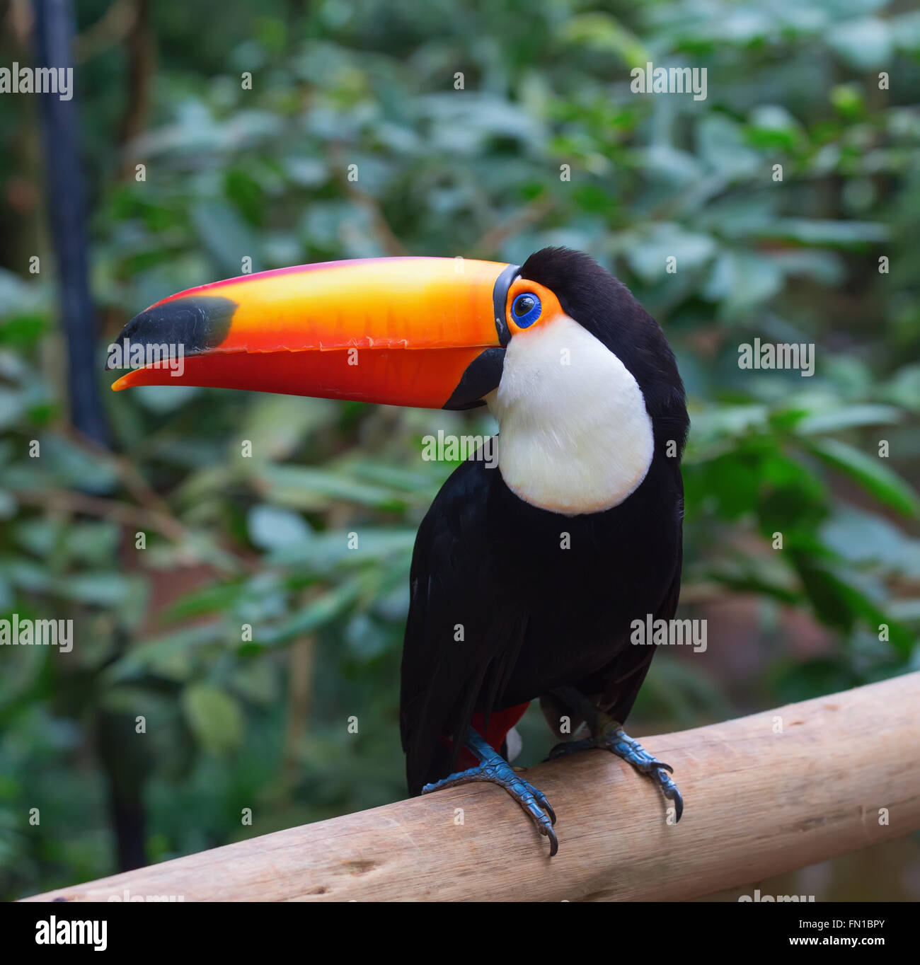 Closeup toucan blue eye ramphastos hi-res stock photography and images ...