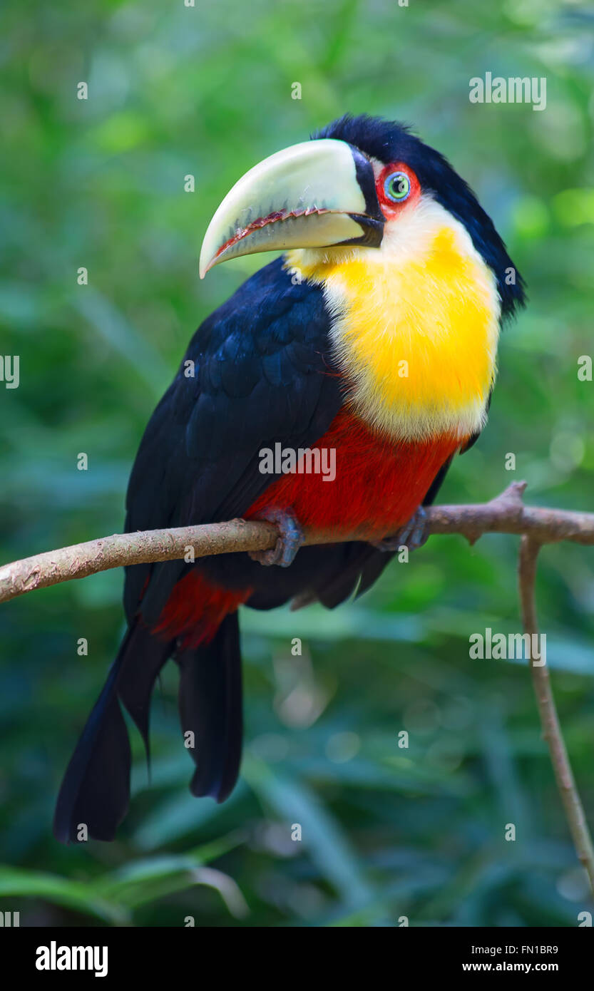 Colorful tucan in the wild Stock Photo - Alamy