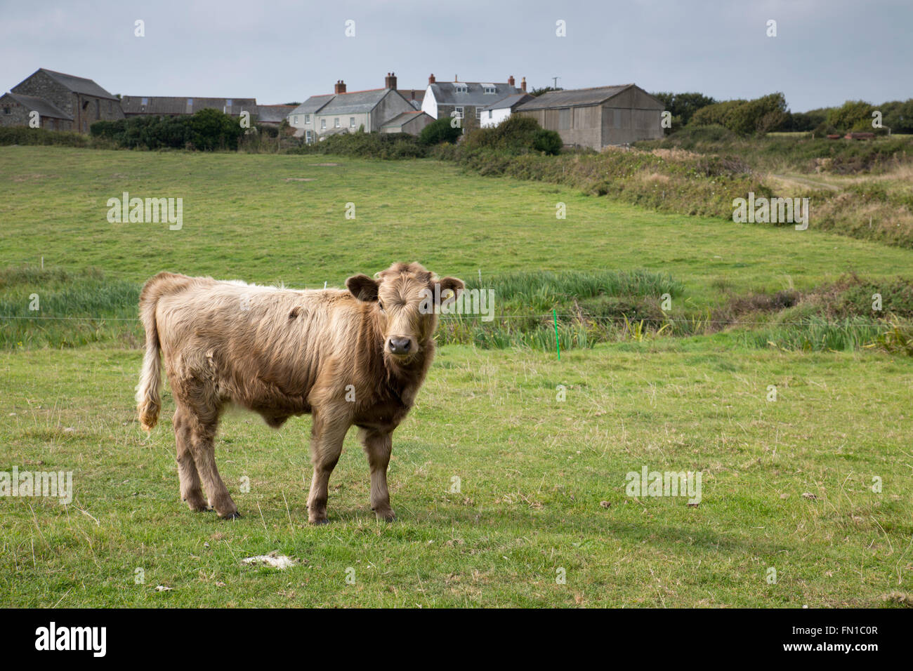 Dexter Cross Highland Bullock Cornwall; UK Stock Photo - Alamy