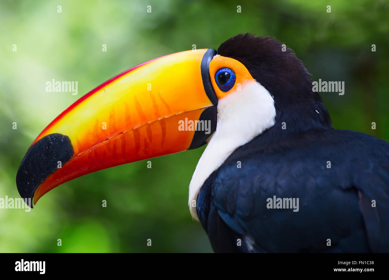 Colorful tucan in the wild Stock Photo - Alamy