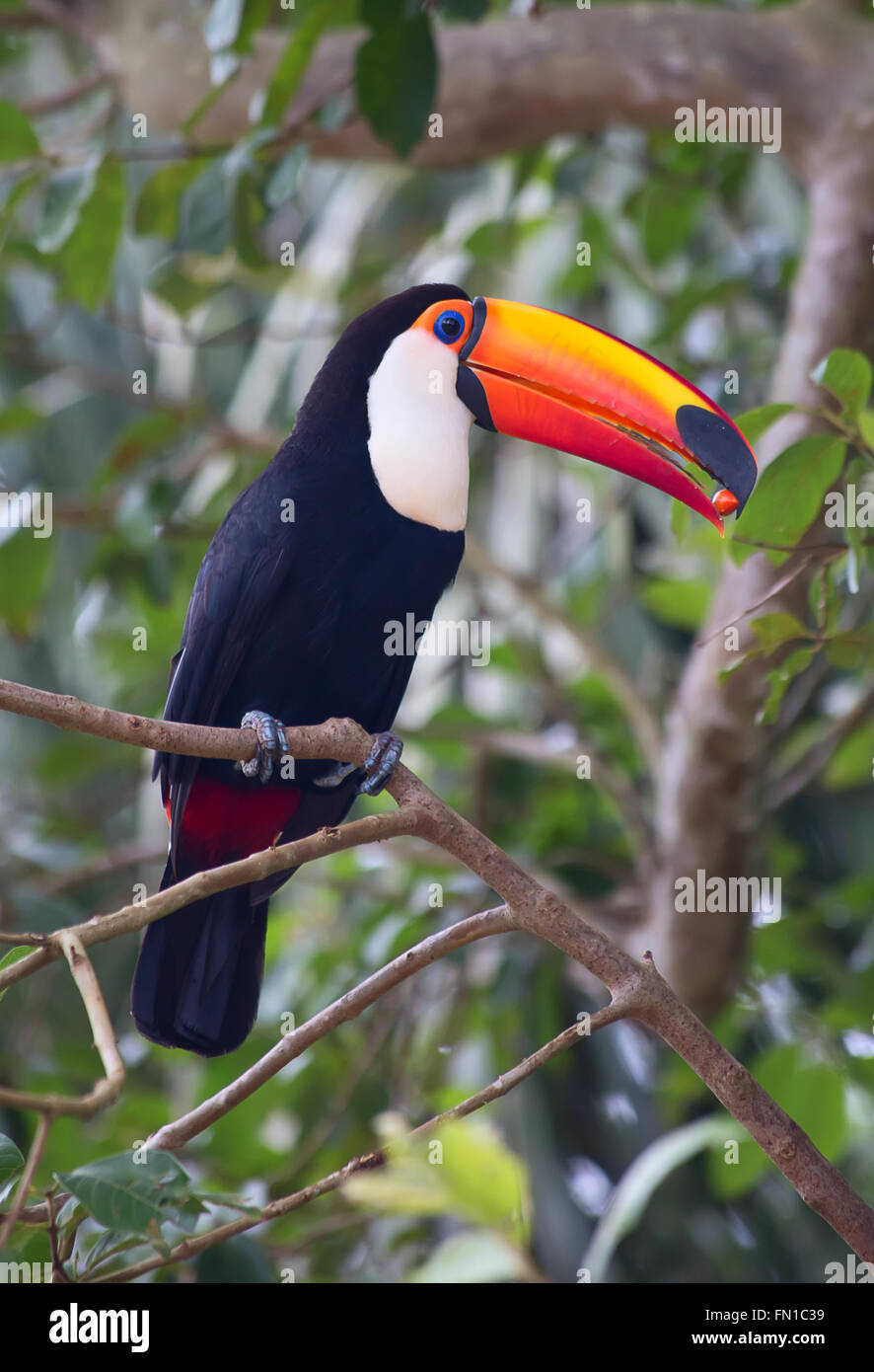 Colorful tucan in the wild Stock Photo - Alamy