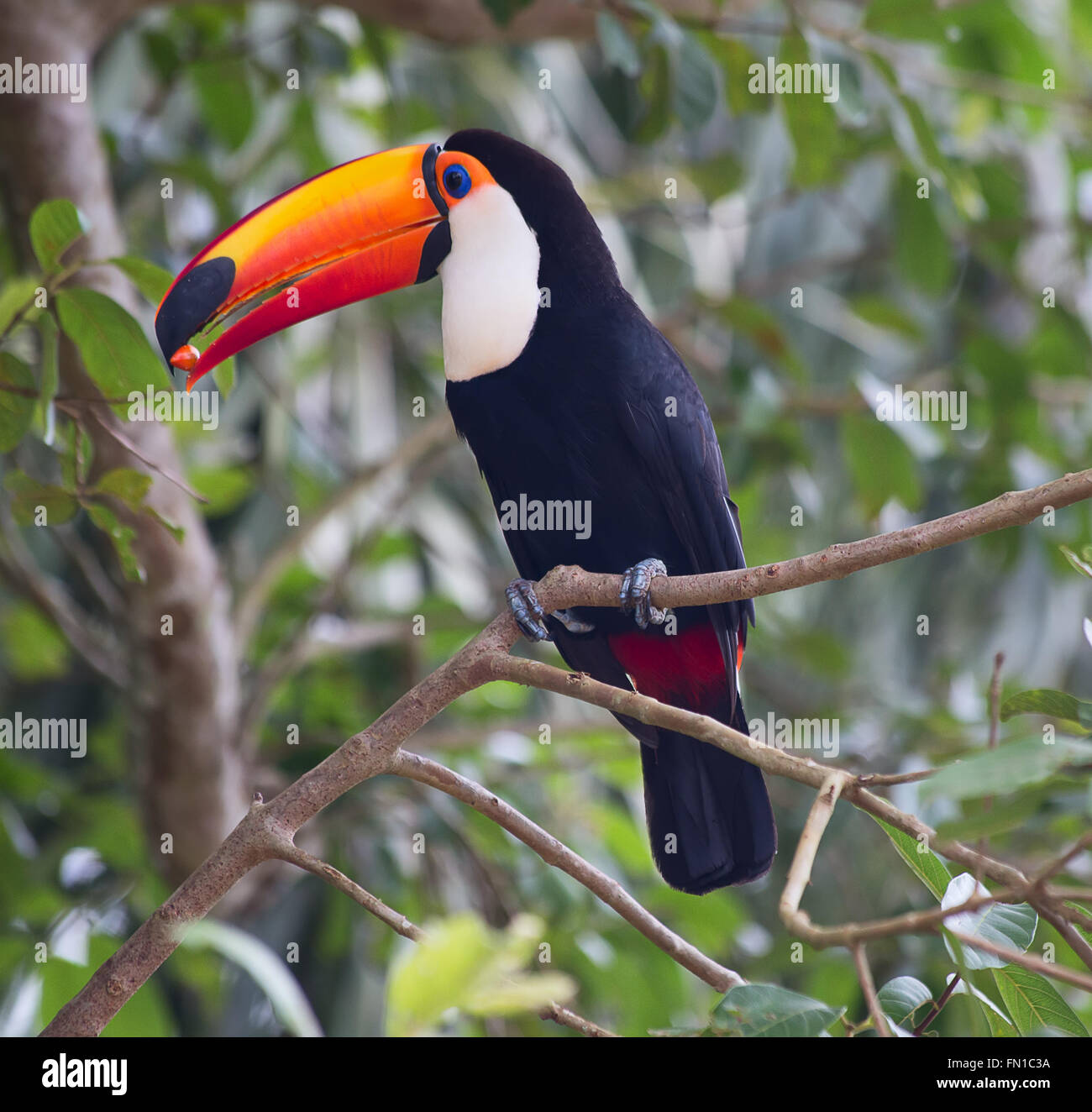 Colorful tucan in the wild Stock Photo - Alamy