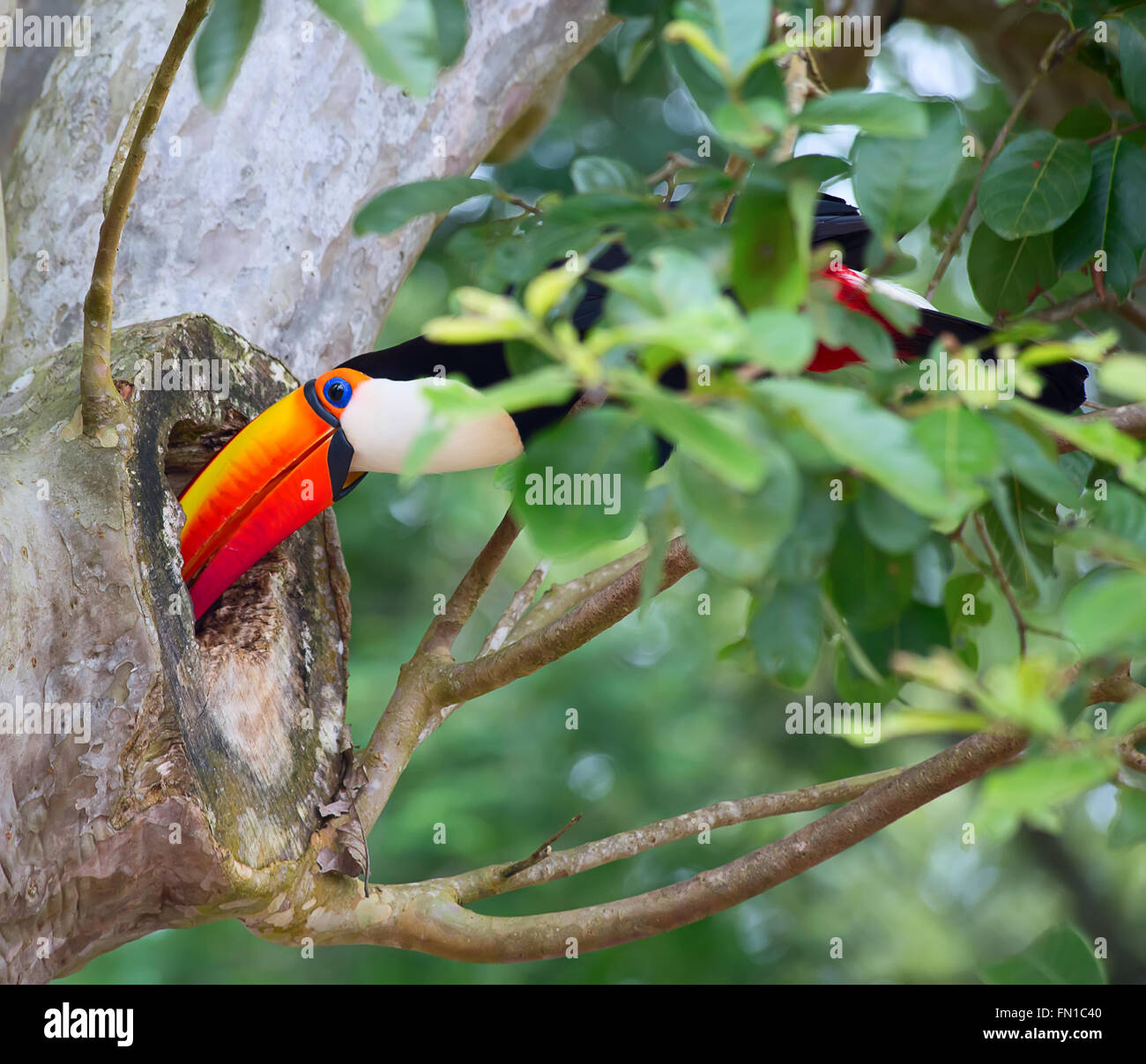 Colorful tucan in the wild Stock Photo - Alamy