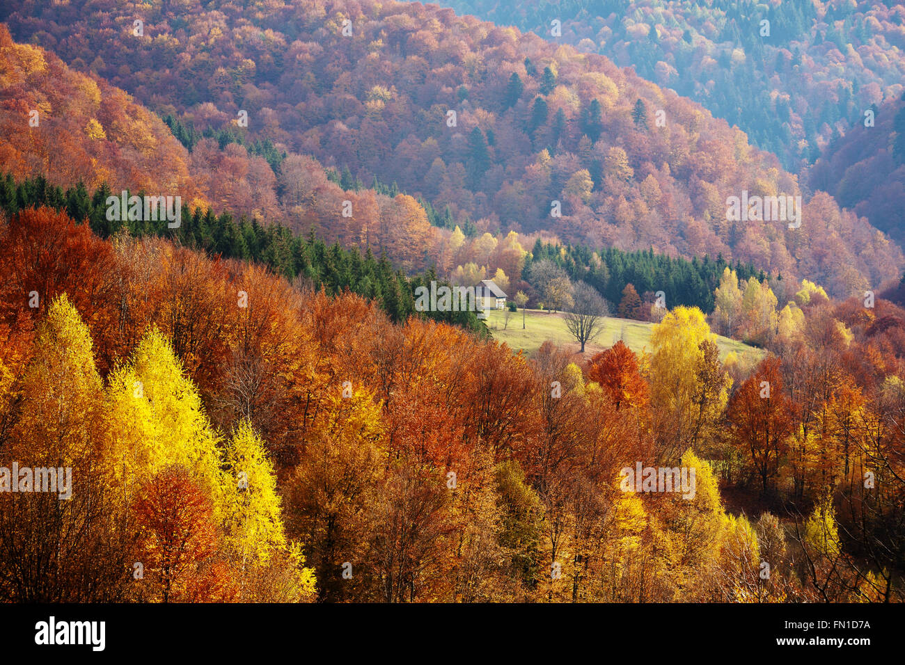 Beech Forest in the Ukrainian Carpathians in a golden autumn Stock ...