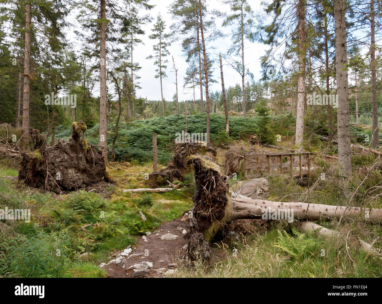 Tay Forest Park Scotland High Resolution Stock Photography and Images ...
