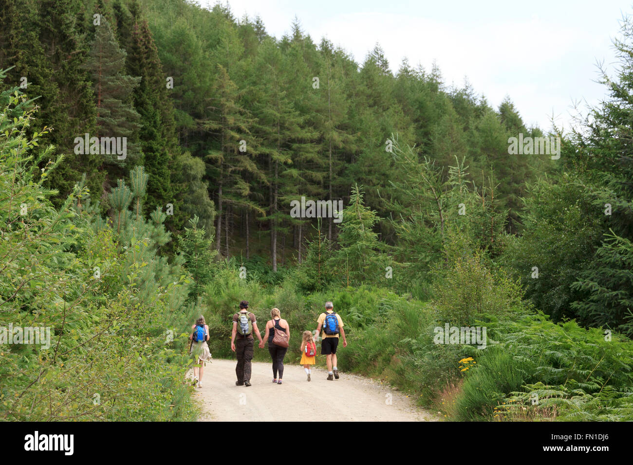 Allean forest hi-res stock photography and images - Alamy