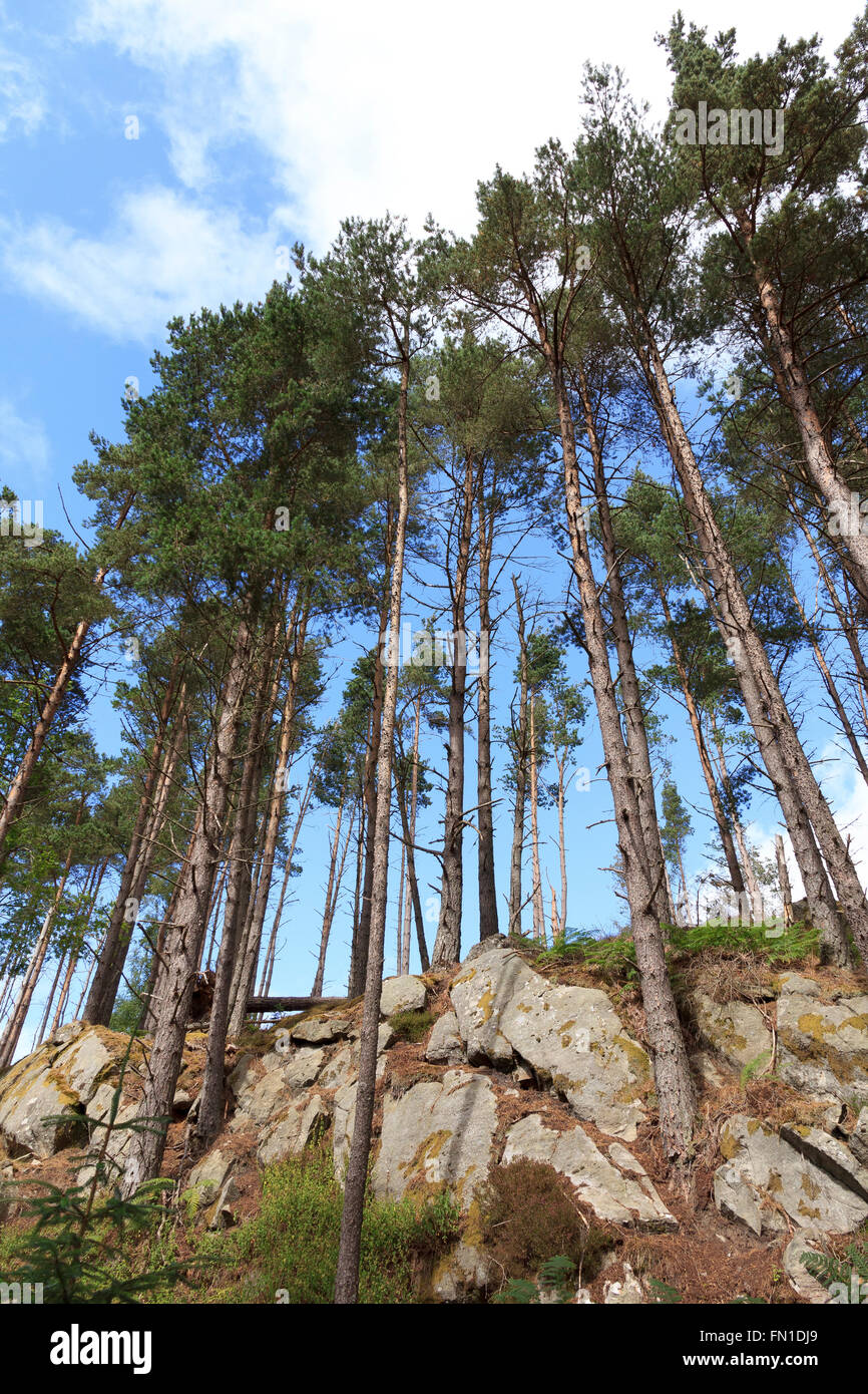 Pines hi-res stock photography and images - Alamy