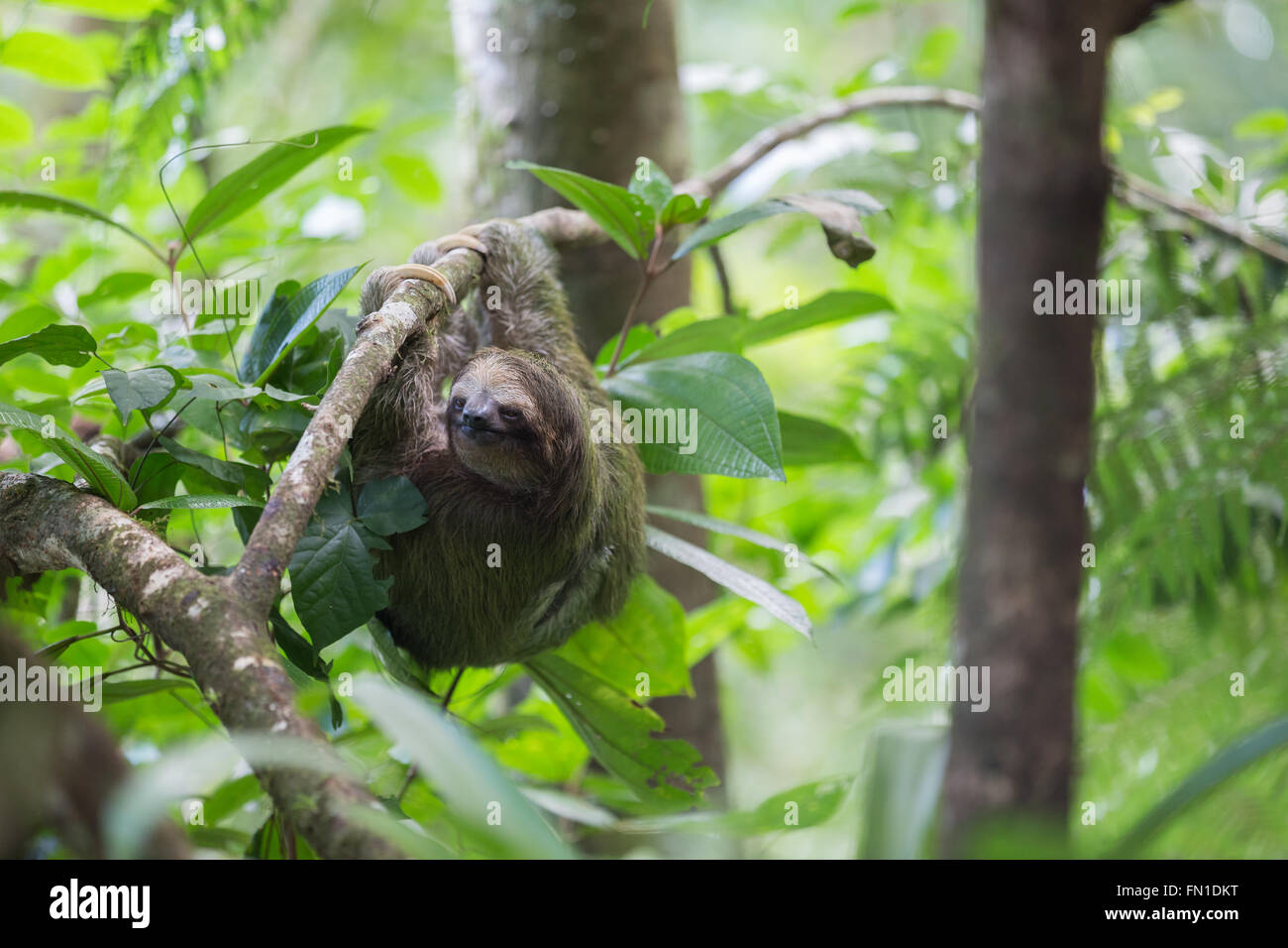 Sloth in the jungle Stock Photo - Alamy