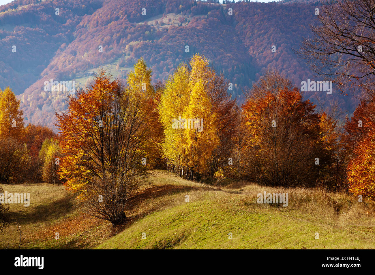 Beech Forest in the Ukrainian Carpathians in a golden autumn Stock ...